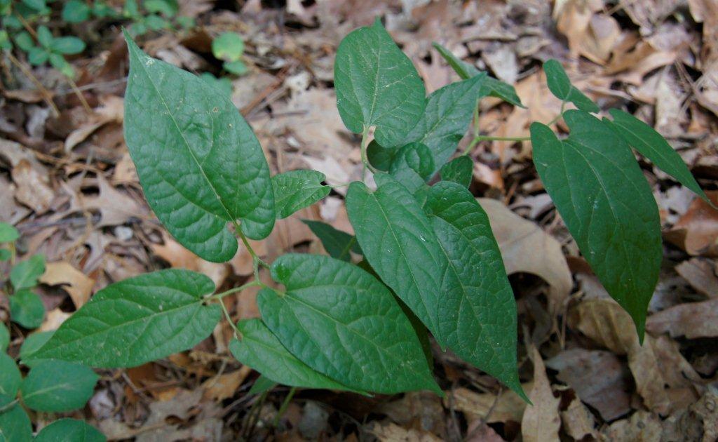 Jonesboro Meeting Cool but Too Hot, Too | Arkansas Native Plant Society