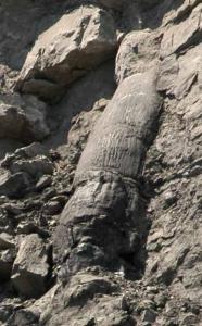 Under the Umbrella Magnolia Trees: Field Trip to Meyers Creek Seep ...