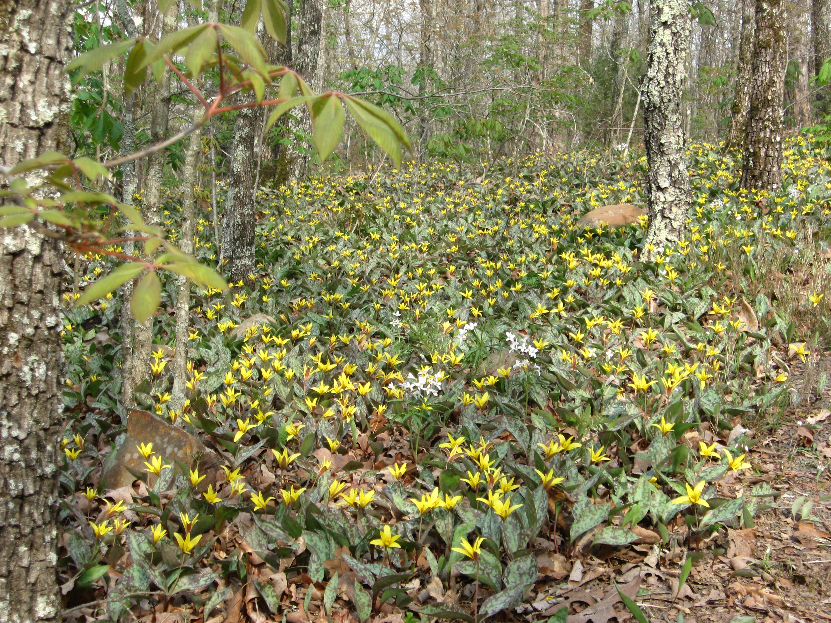 Neat Plant Alert: Yellow Trout-Lilies at Bell Slough | Arkansas Native ...