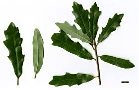 Neat Plant Alert: Compton Oak | Arkansas Native Plant Society