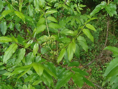 Meet the Tree: Toothache Tree | Arkansas Native Plant Society