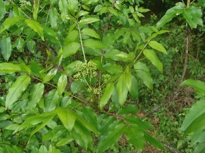 Meet the Tree: Toothache Tree | Arkansas Native Plant Society