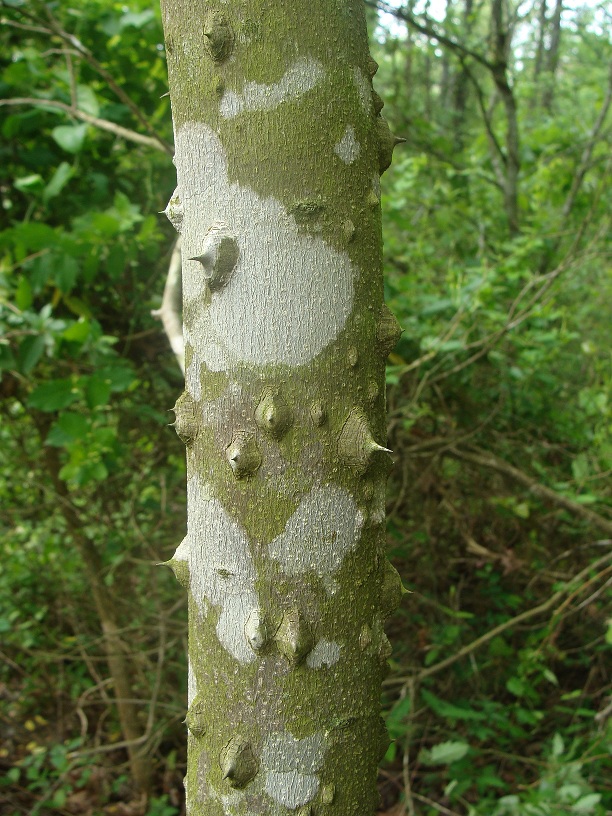 Meet the Tree: Toothache Tree | Arkansas Native Plant Society