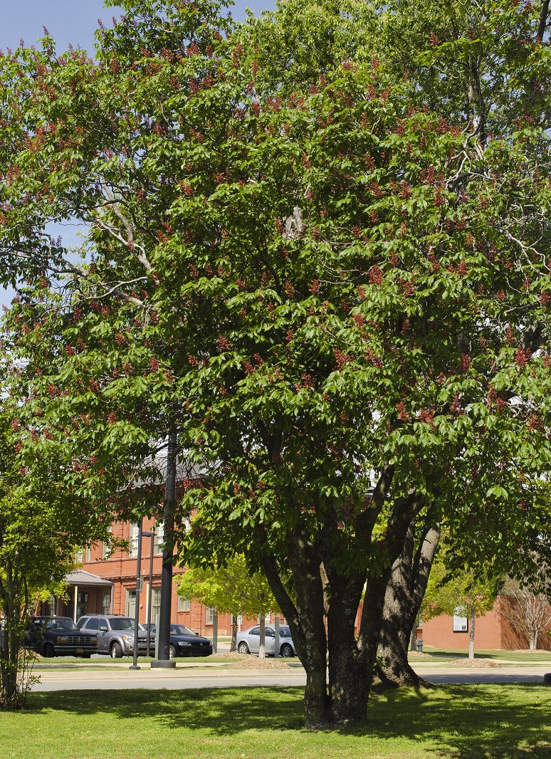 Neat Plant Alert: Old Red Buckeye Across From Clinton School | Arkansas ...