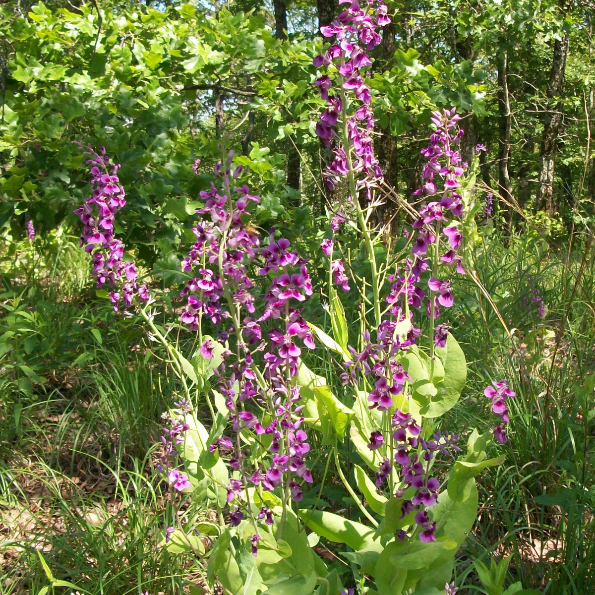 Arkansas Native Plants – Trees | Arkansas Native Plant Society