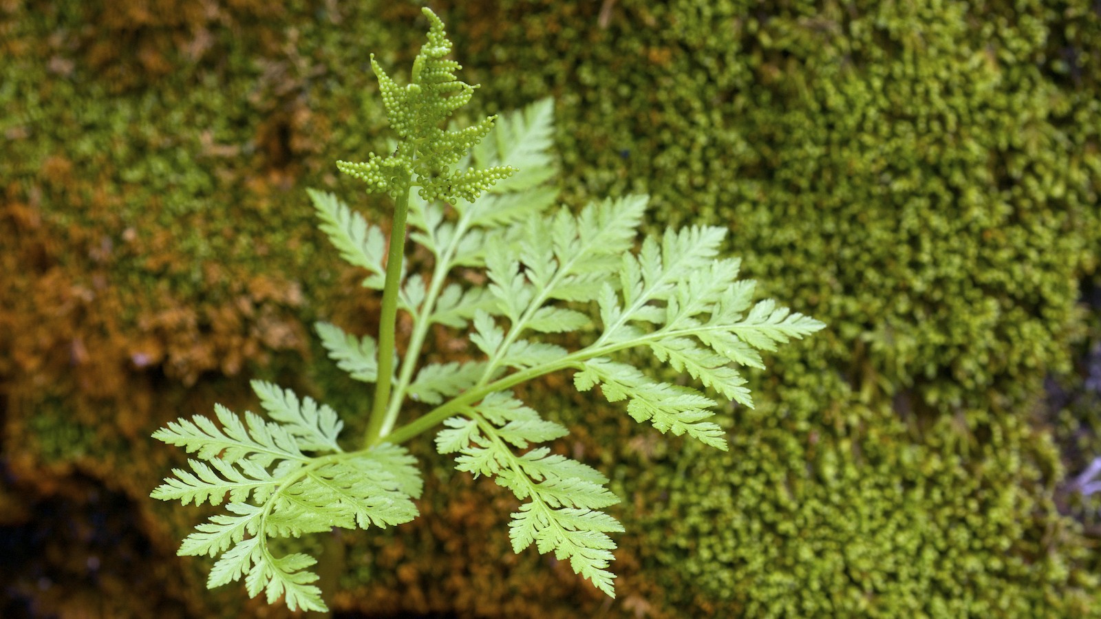 Arkansas Native Plants – Ferns | Arkansas Native Plant Society