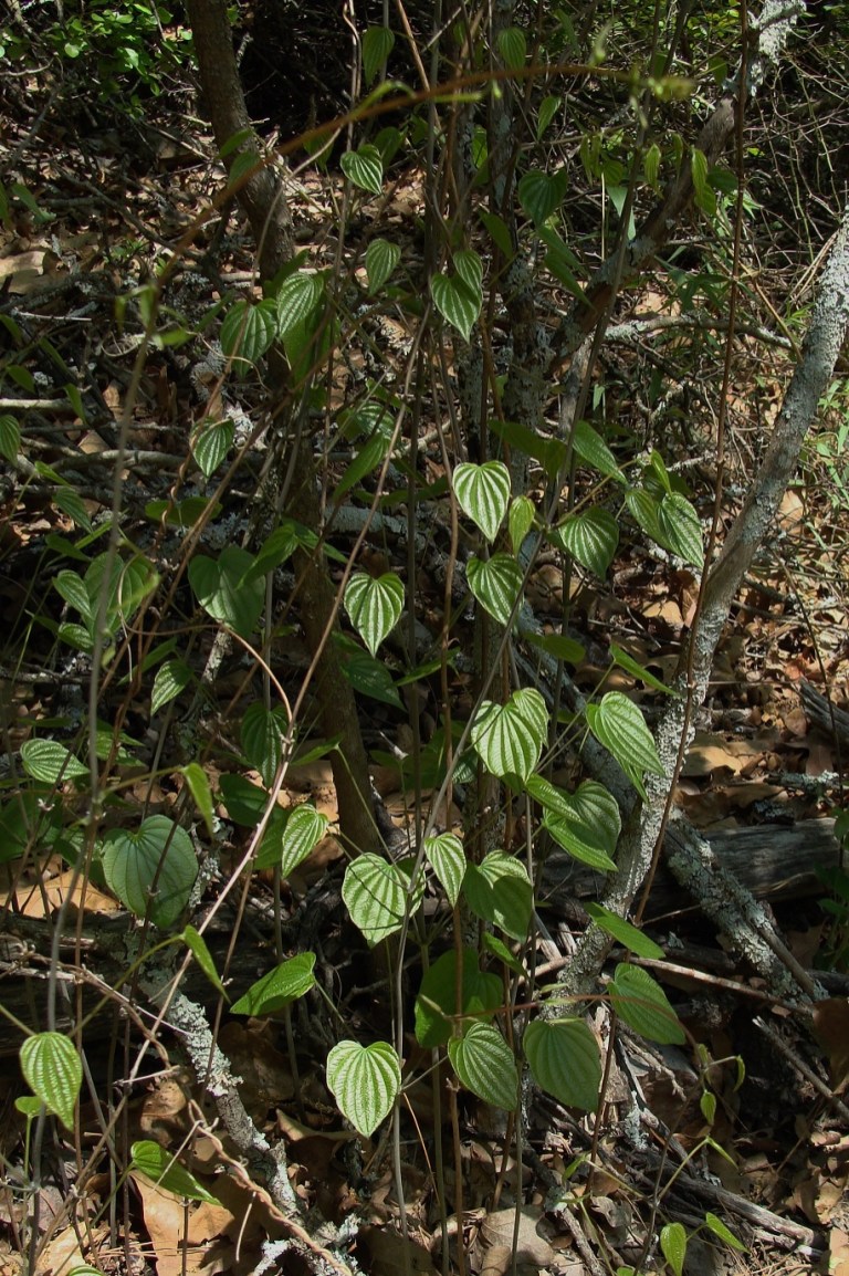 Know Your Natives – Wild Yam | Arkansas Native Plant Society