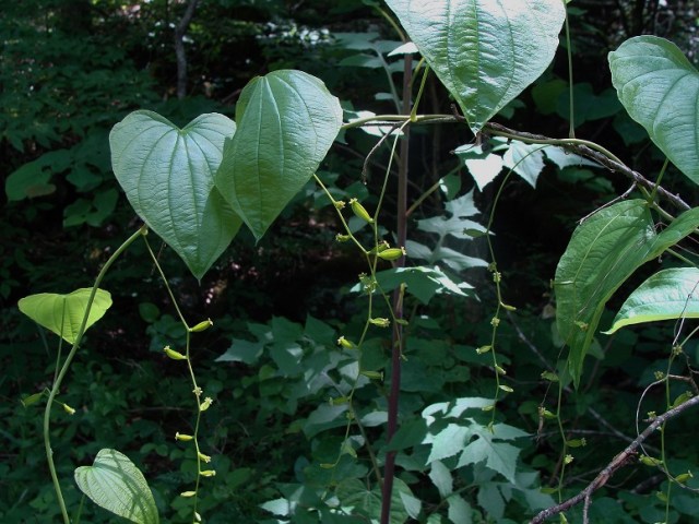 Know Your Natives – Wild Yam | Arkansas Native Plant Society