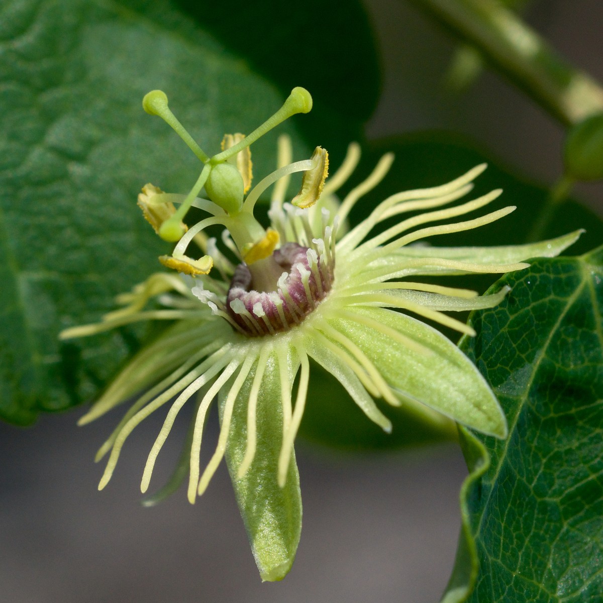 Arkansas Native Plants – Vines | Arkansas Native Plant Society