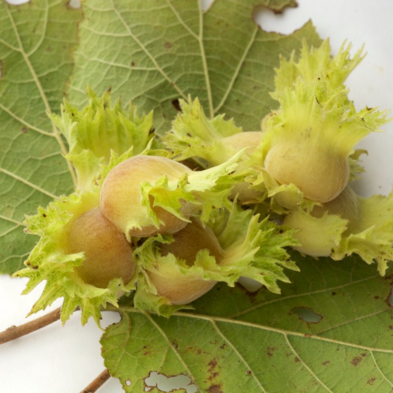 Arkansas Native Plants – Trees | Arkansas Native Plant Society