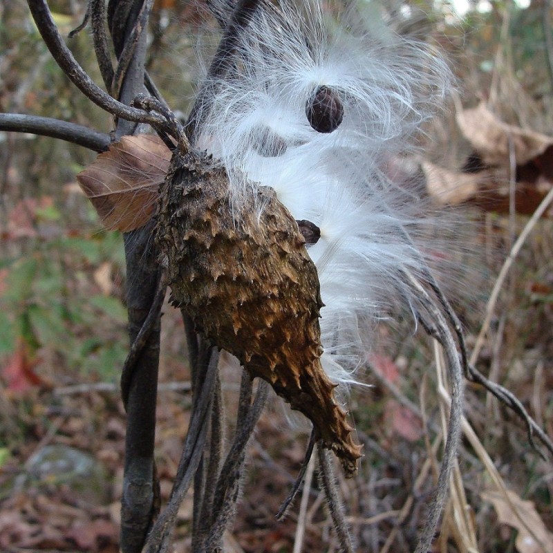 Arkansas Native Plants – Vines | Arkansas Native Plant Society