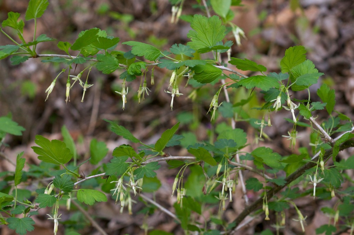 Know Your Natives – Missouri Gooseberry | Arkansas Native Plant Society