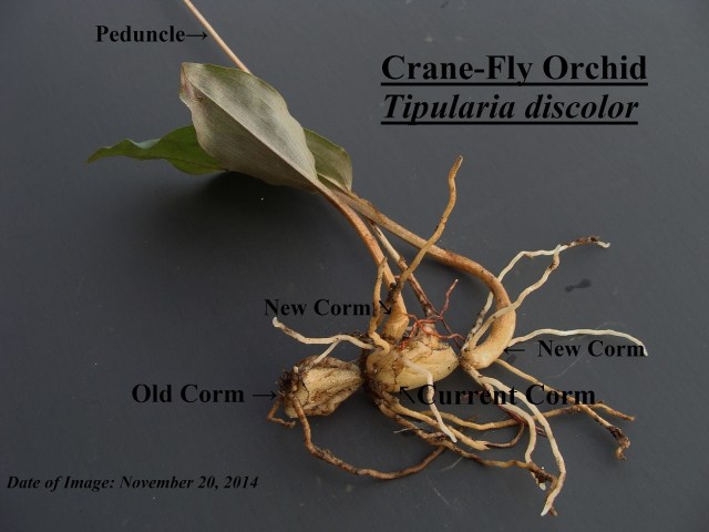 Know Your Natives – Crane-Fly Orchid | Arkansas Native Plant Society