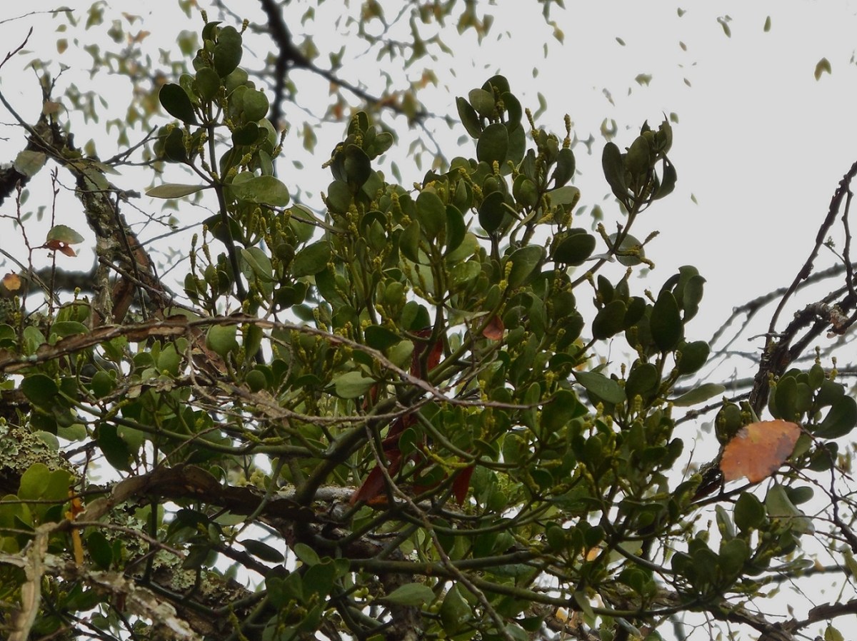 Know Your Natives – Mistletoe | Arkansas Native Plant Society