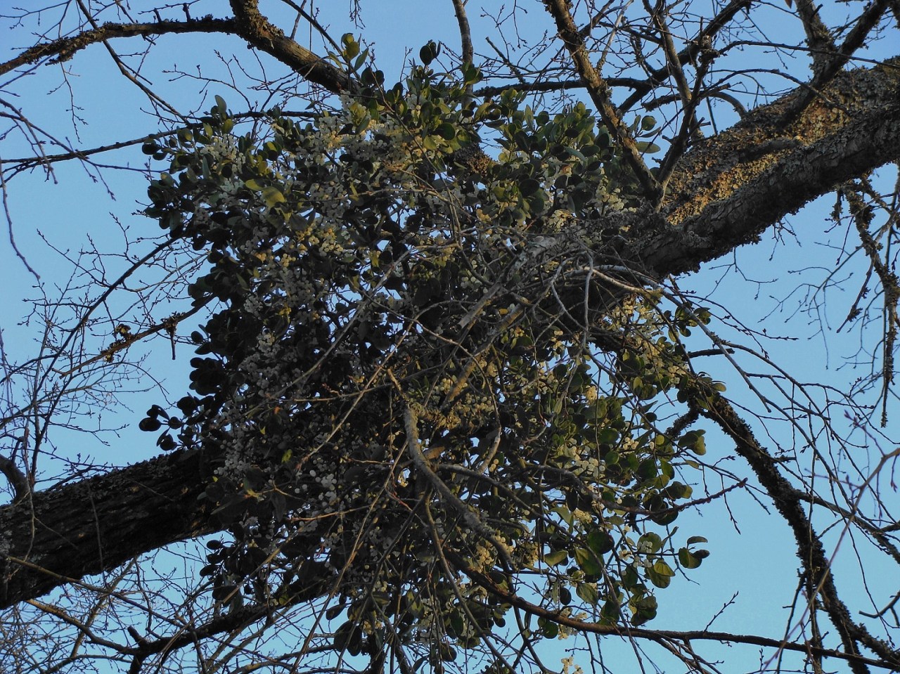 Know Your Natives – Mistletoe | Arkansas Native Plant Society
