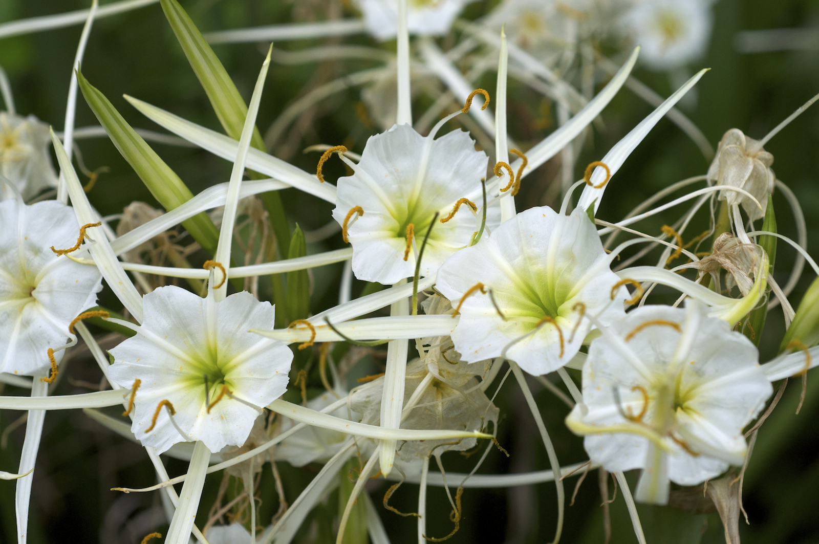 Know Your Natives – Spring Spider-Lily | Arkansas Native Plant Society