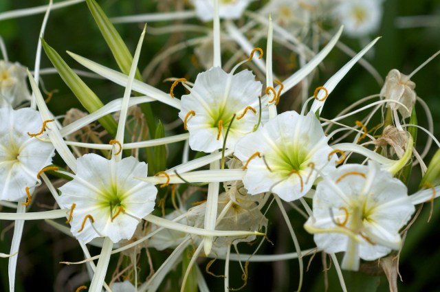 Know Your Natives – Spring Spider-Lily | Arkansas Native Plant Society