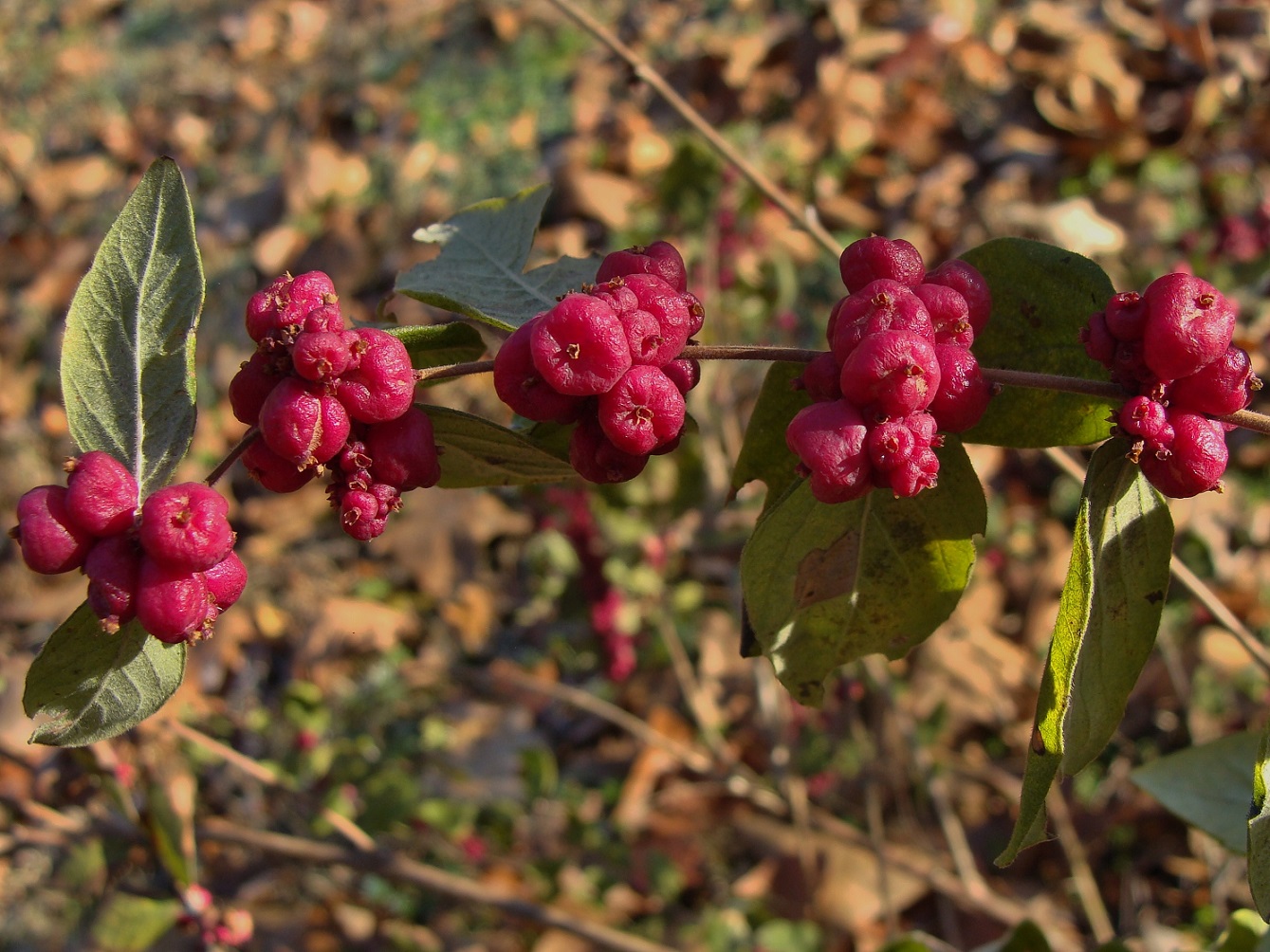 Know Your Natives: Coralberry | Arkansas Native Plant Society