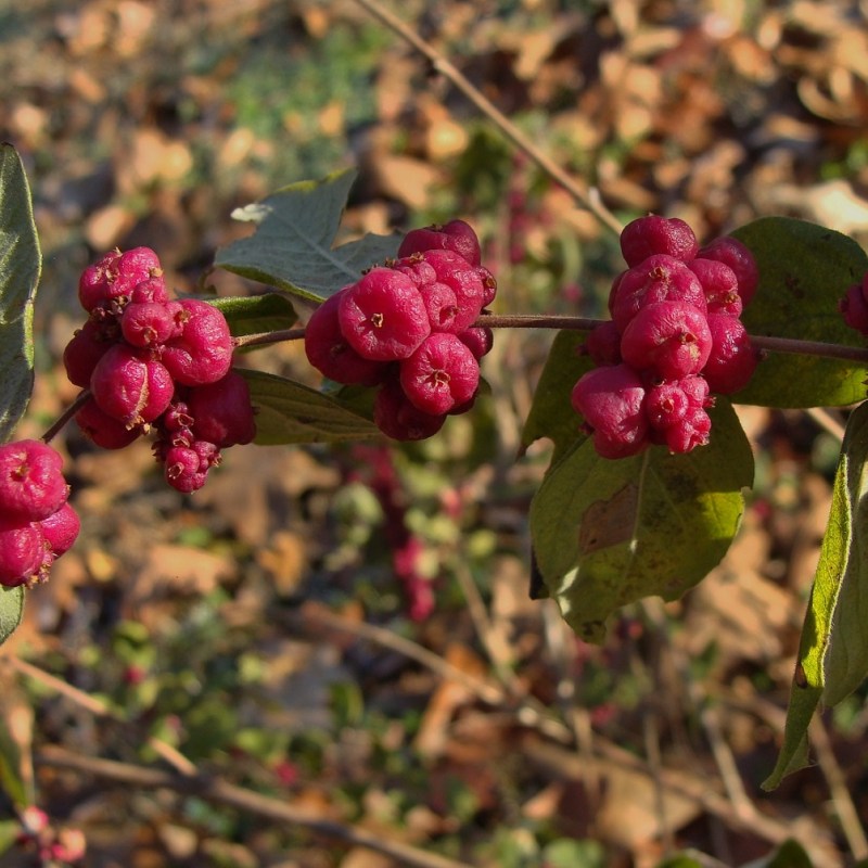 Arkansas Native Plants – Green Flowers | Arkansas Native Plant Society