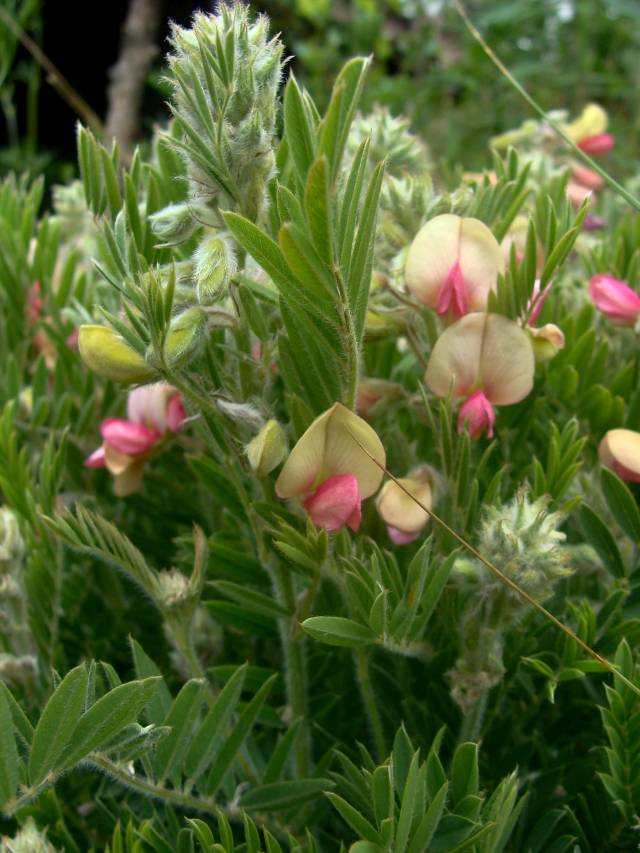 Know Your Natives – Goat’s Rue | Arkansas Native Plant Society