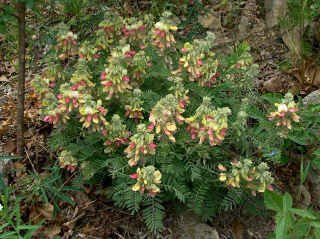 Know Your Natives – Goat’s Rue | Arkansas Native Plant Society