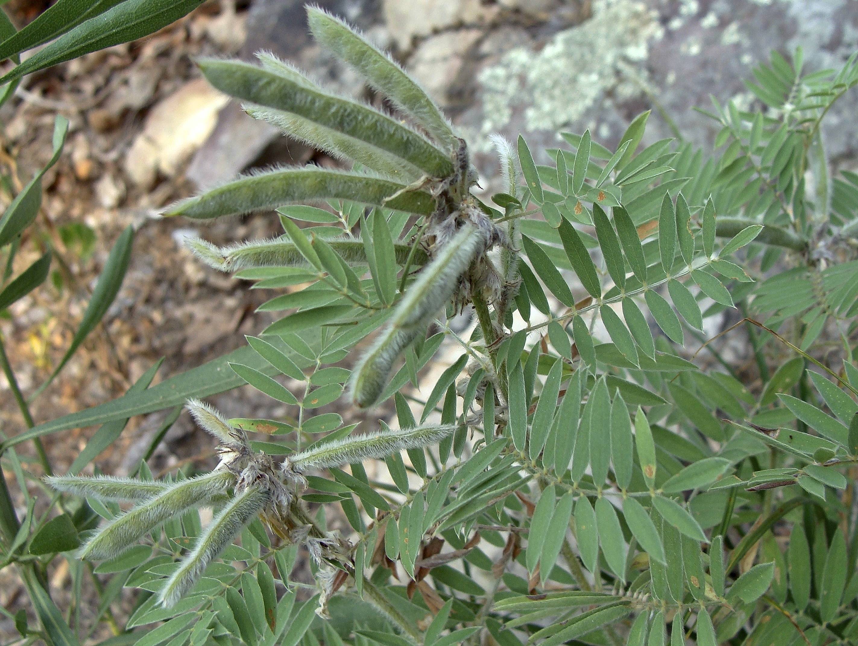 Know Your Natives – Goat’s Rue | Arkansas Native Plant Society
