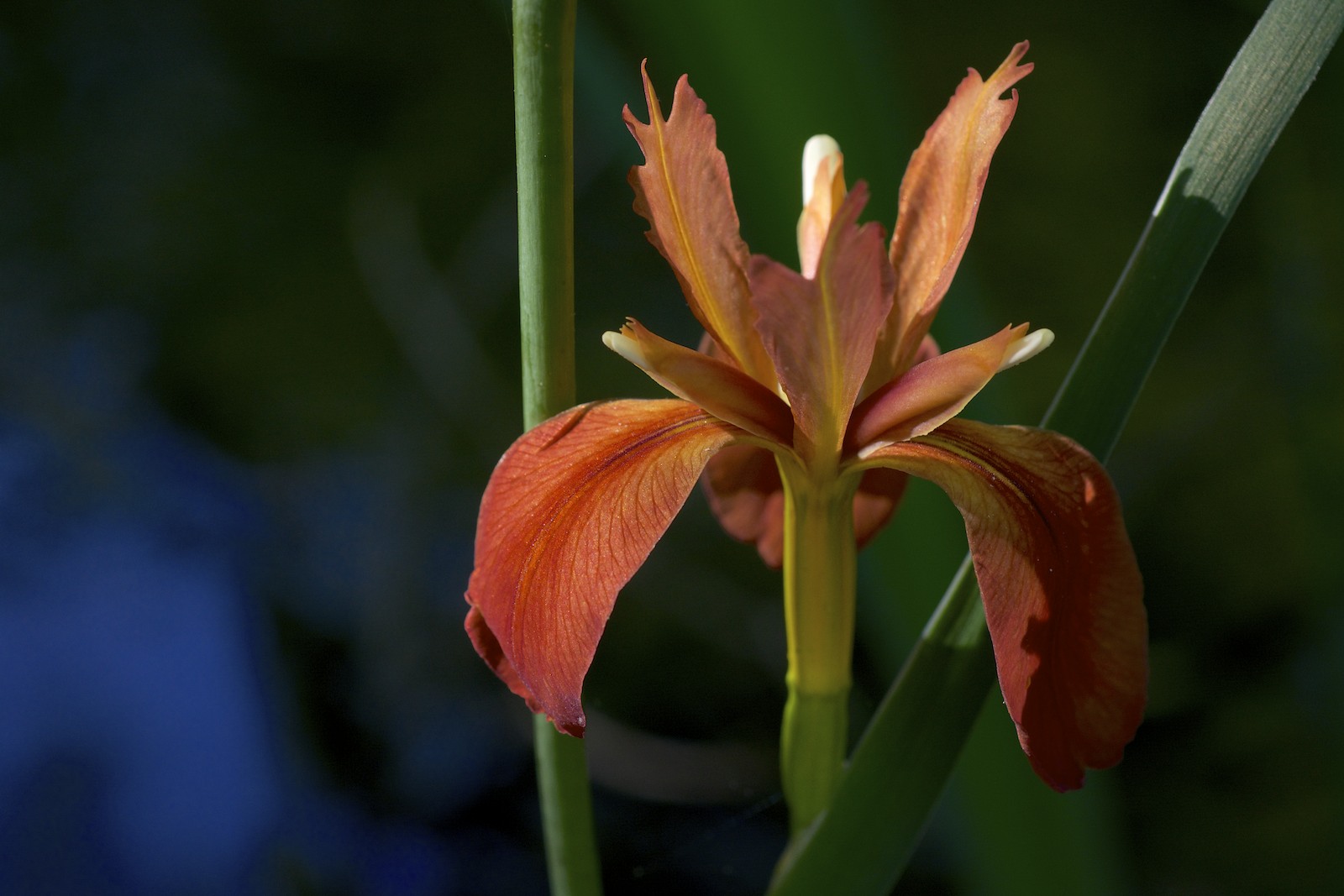 Neat Plant Alert – Copper Iris | Arkansas Native Plant Society