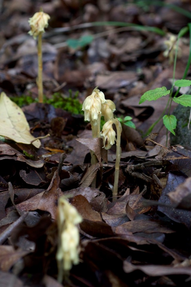 Neat Plant Alert – Pinesap | Arkansas Native Plant Society