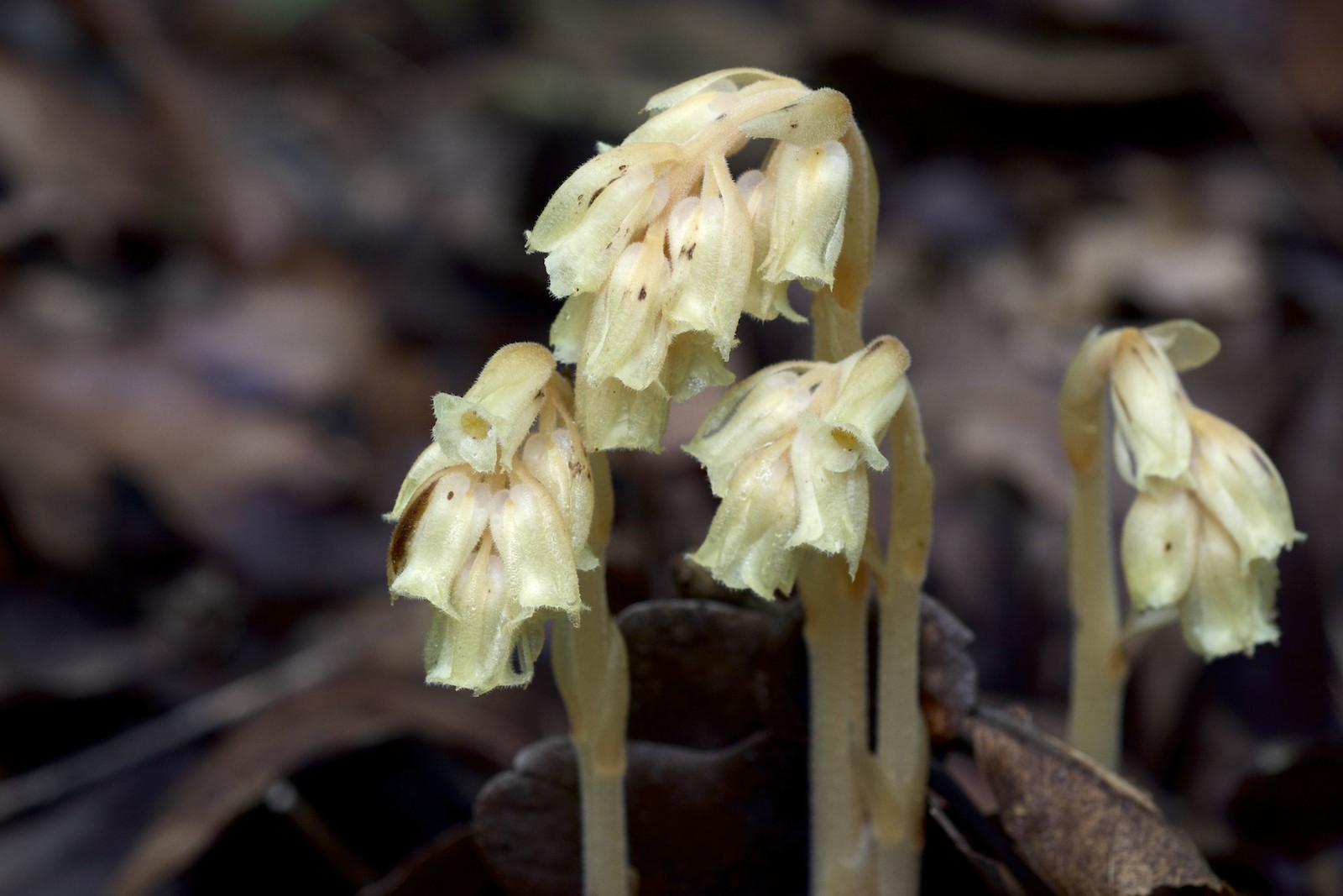 Neat Plant Alert – Pinesap | Arkansas Native Plant Society