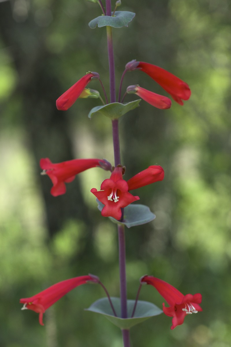 Neat Plant Alert – Scarlet Beardtongue | Arkansas Native Plant Society