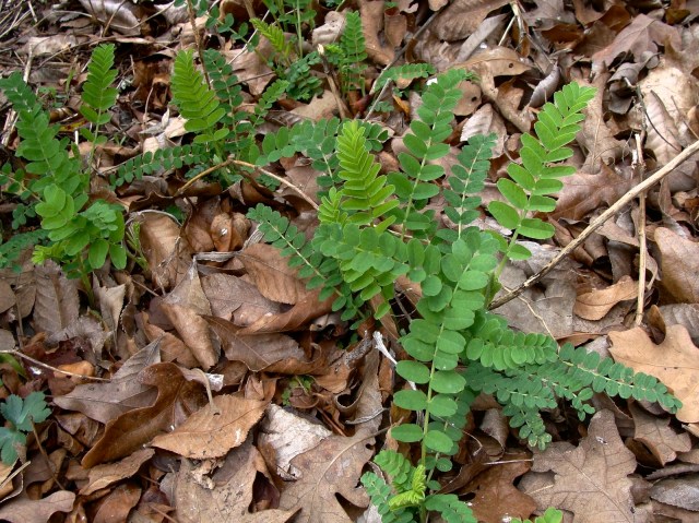 Know Your Natives – Rattle Weed | Arkansas Native Plant Society