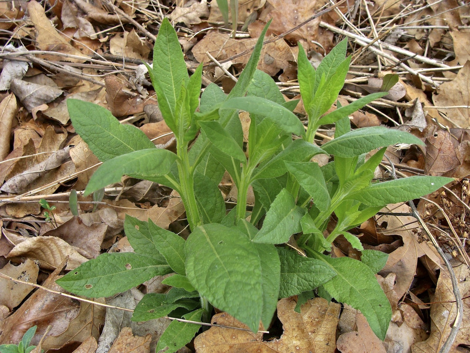 Know Your Natives – Yellow Crownbeard | Arkansas Native Plant Society