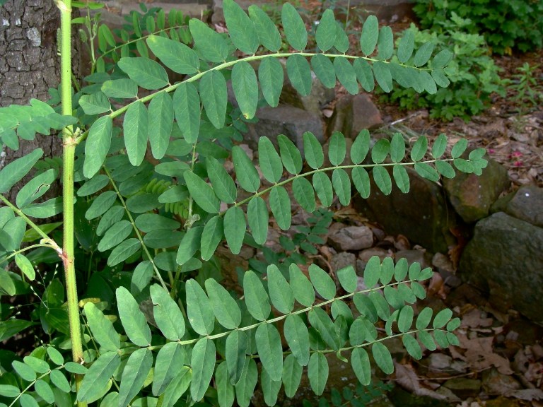Know Your Natives – Rattle Weed | Arkansas Native Plant Society