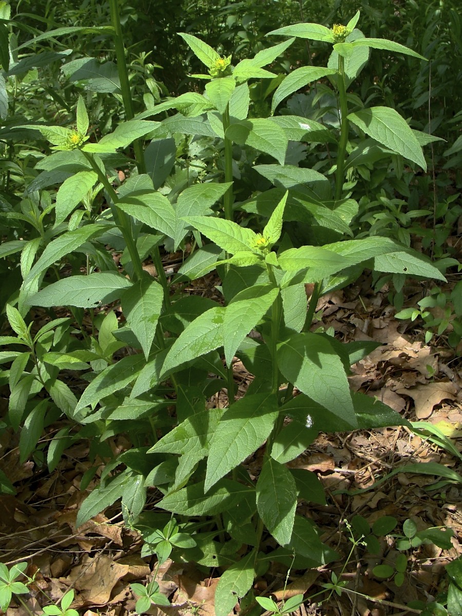 Know Your Natives – Yellow Crownbeard | Arkansas Native Plant Society