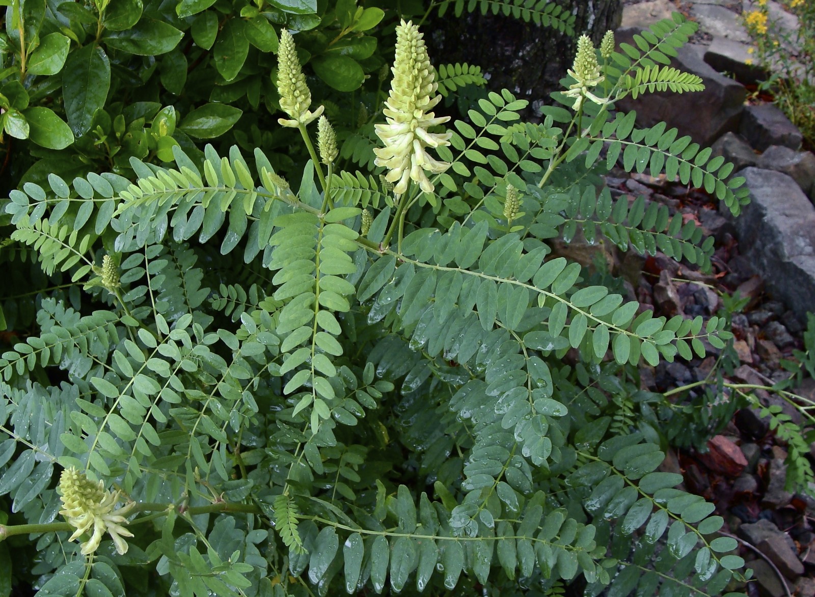 Know Your Natives – Rattle Weed | Arkansas Native Plant Society