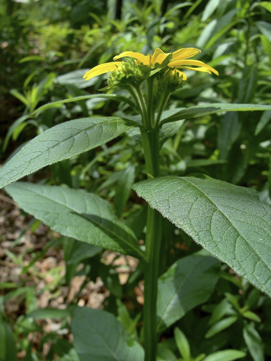 Know Your Natives – Yellow Crownbeard | Arkansas Native Plant Society