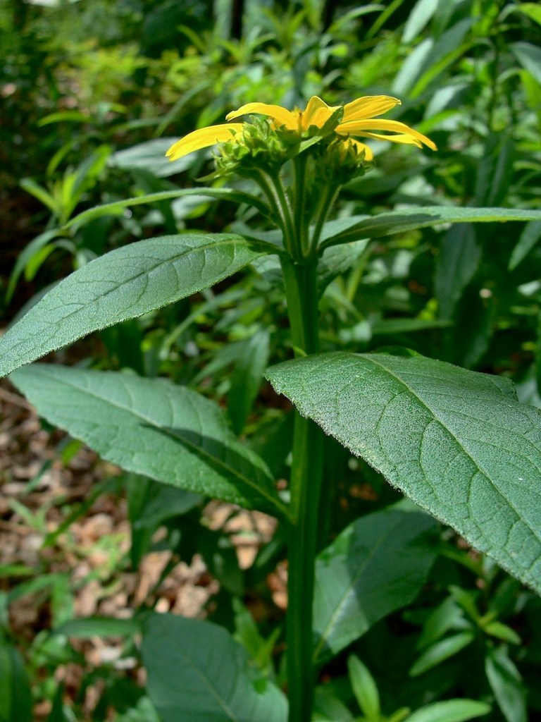 Know Your Natives – Yellow Crownbeard | Arkansas Native Plant Society
