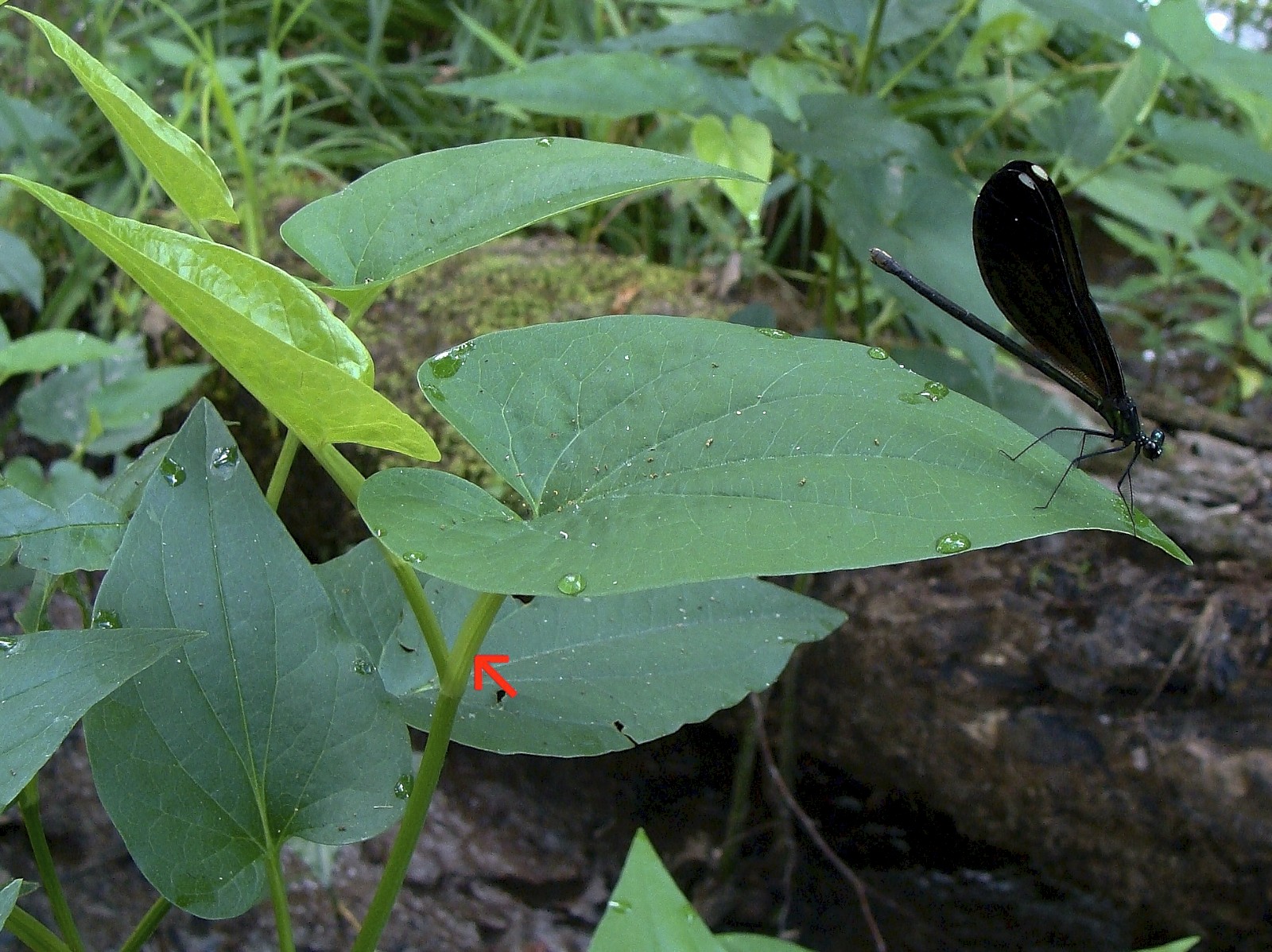 Know Your Natives – Lizard’s Tail | Arkansas Native Plant Society