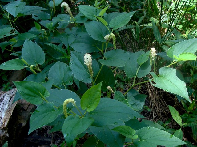 Know Your Natives – Lizard’s Tail | Arkansas Native Plant Society