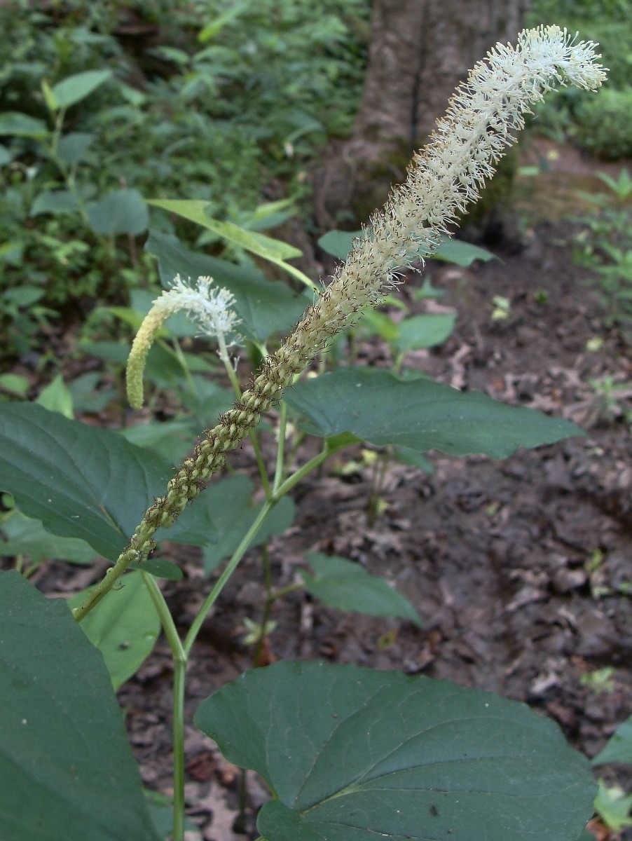 Know Your Natives – Lizard’s Tail | Arkansas Native Plant Society
