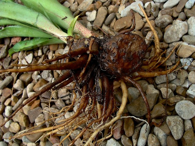 Know Your Natives – False Aloe | Arkansas Native Plant Society