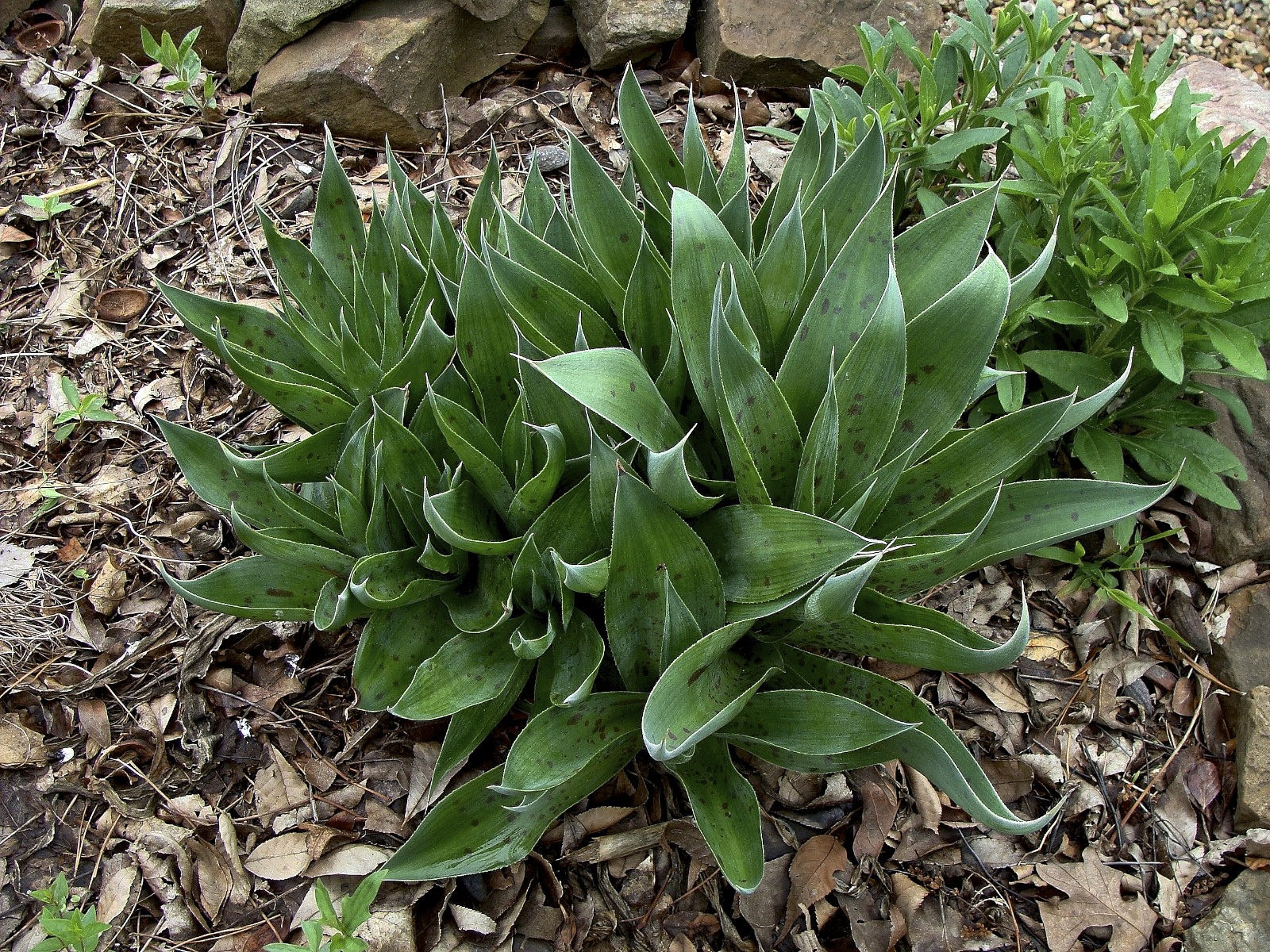 Know Your Natives – False Aloe | Arkansas Native Plant Society