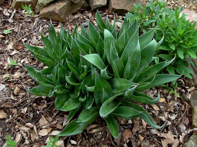 Know Your Natives – False Aloe | Arkansas Native Plant Society