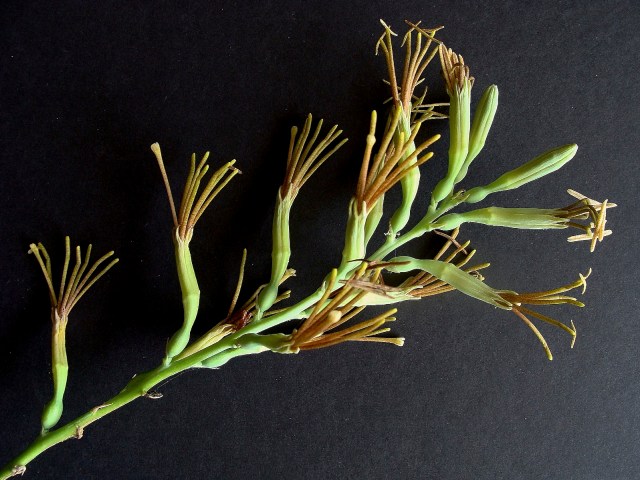 Know Your Natives – False Aloe | Arkansas Native Plant Society