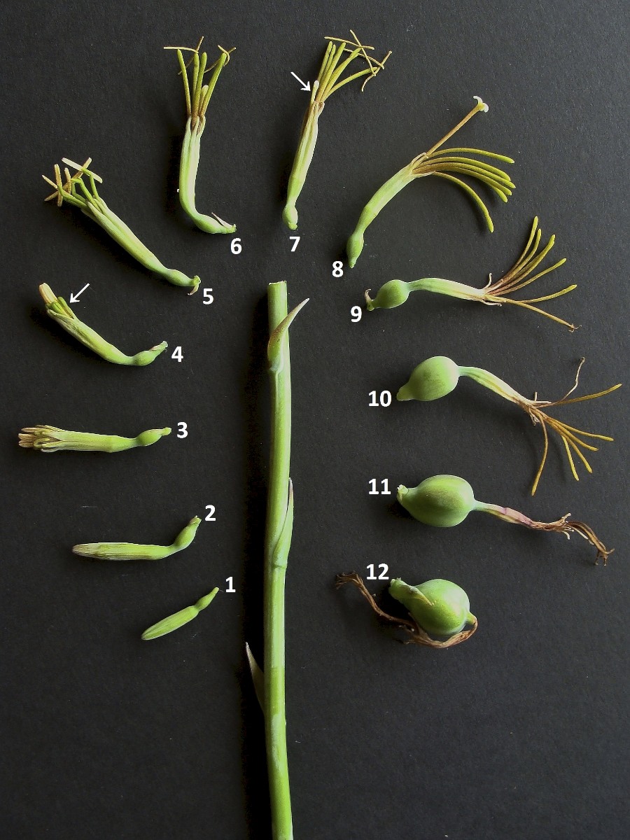 Know Your Natives – False Aloe | Arkansas Native Plant Society