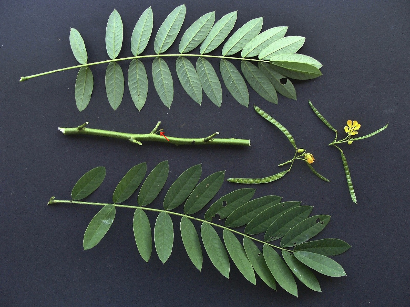 Know Your Natives – Wild Senna | Arkansas Native Plant Society