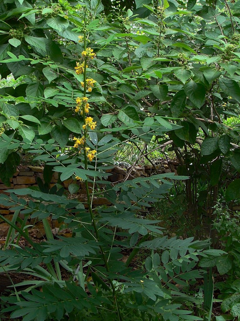 Know Your Natives – Wild Senna | Arkansas Native Plant Society
