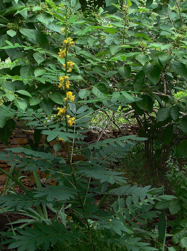 Know Your Natives – Wild Senna | Arkansas Native Plant Society