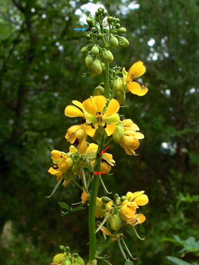 Know Your Natives – Wild Senna | Arkansas Native Plant Society