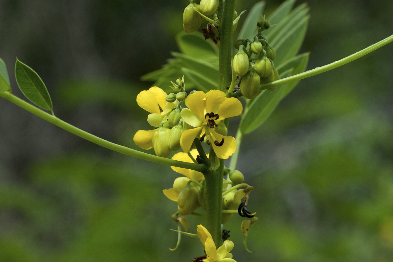 Know Your Natives – Wild Senna | Arkansas Native Plant Society